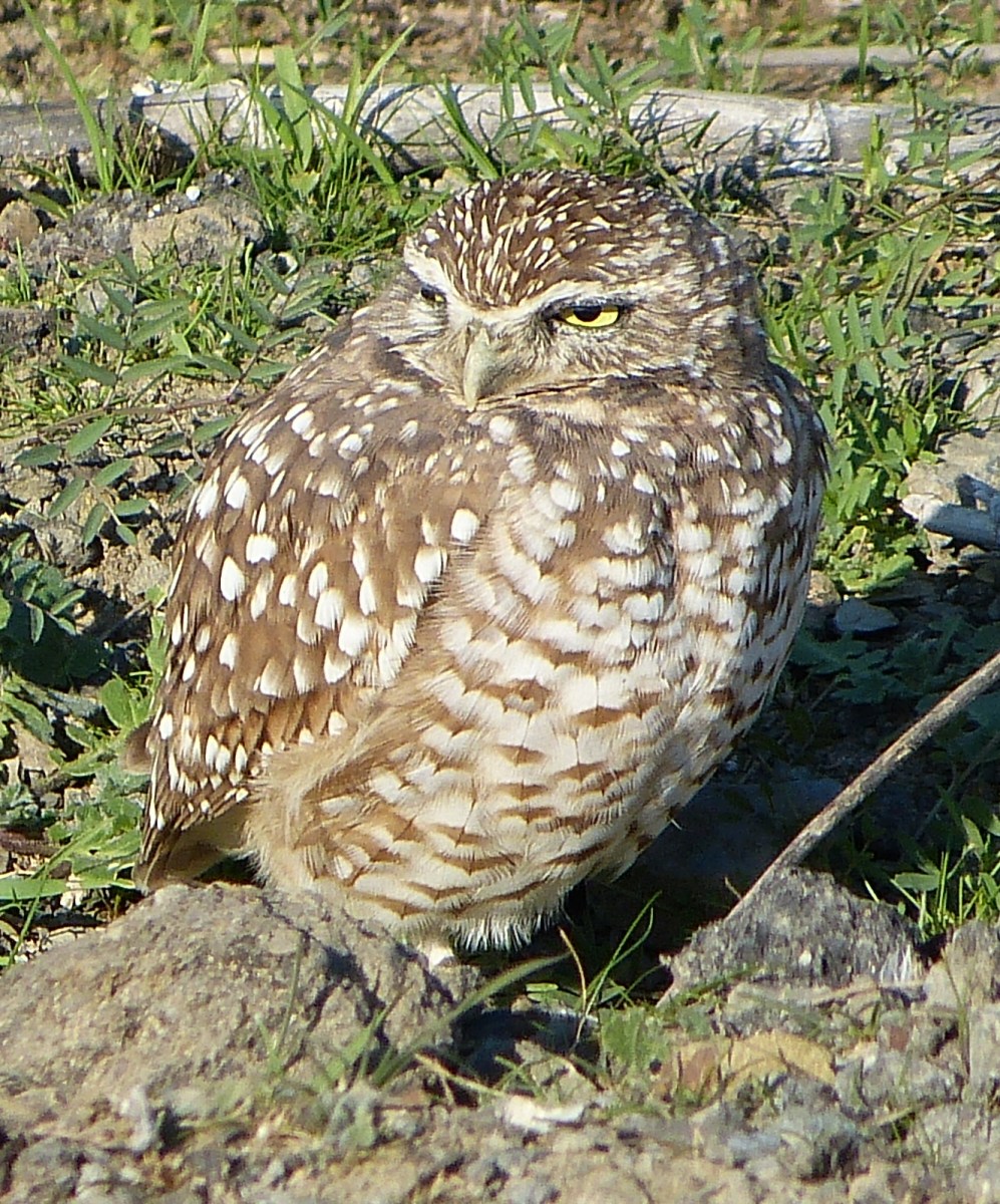 Birding – a Boring Hobby? – Misanthrope Hobbies